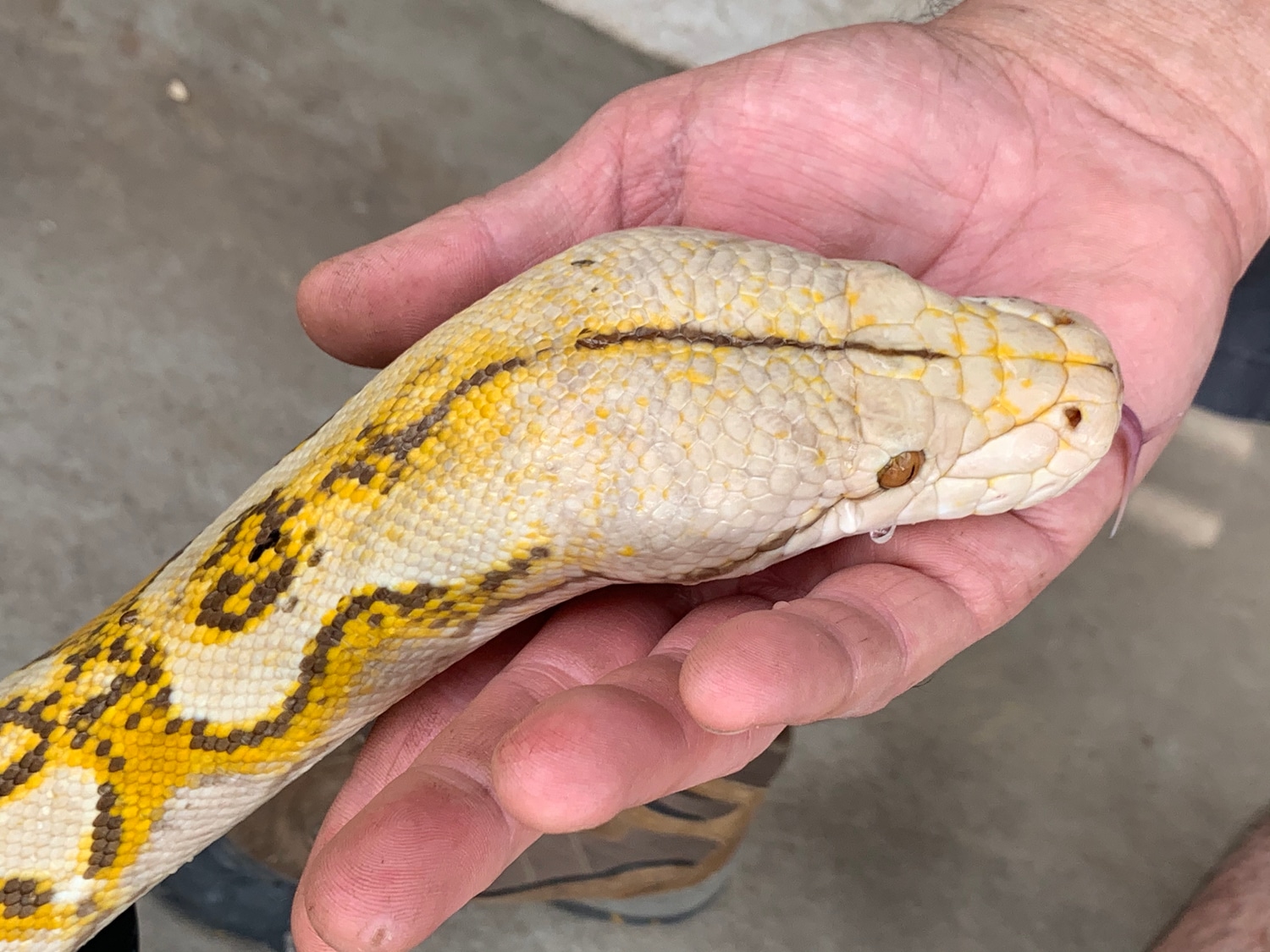 Paradox Mochino Reticulated Python by West Coast Retics & Reptiles ...