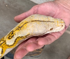 Paradox Mochino Reticulated Python by West Coast Retics & Reptiles ...