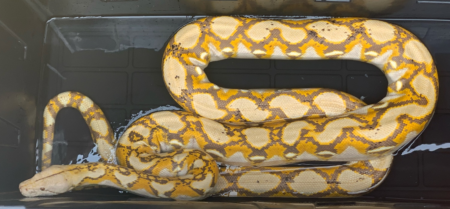 Paradox Mochino Reticulated Python by West Coast Retics & Reptiles ...