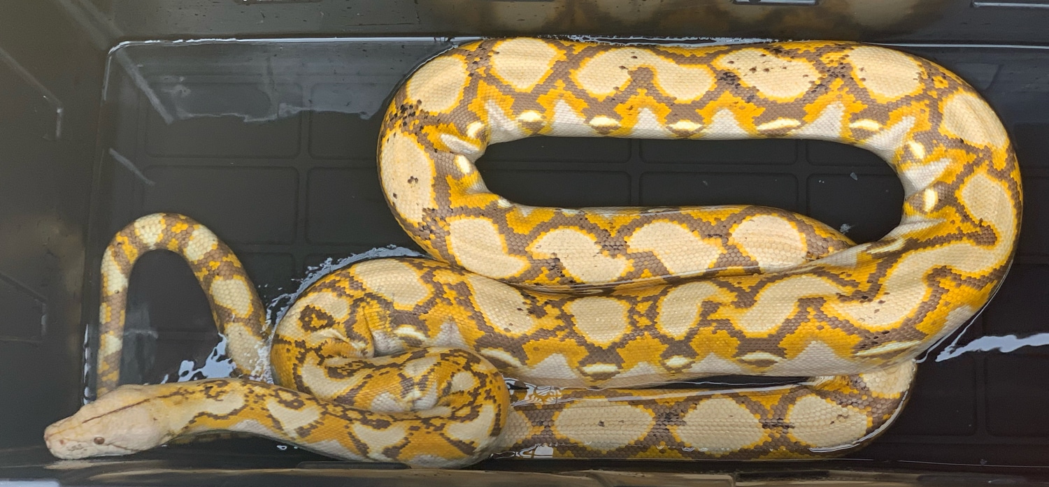 Paradox Mochino Reticulated Python by West Coast Retics & Reptiles ...
