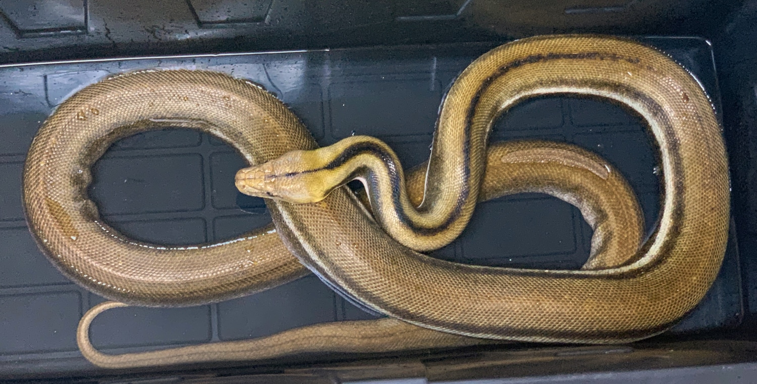 Titanium Tiger Reticulated Python by West Coast Retics & Reptiles ...