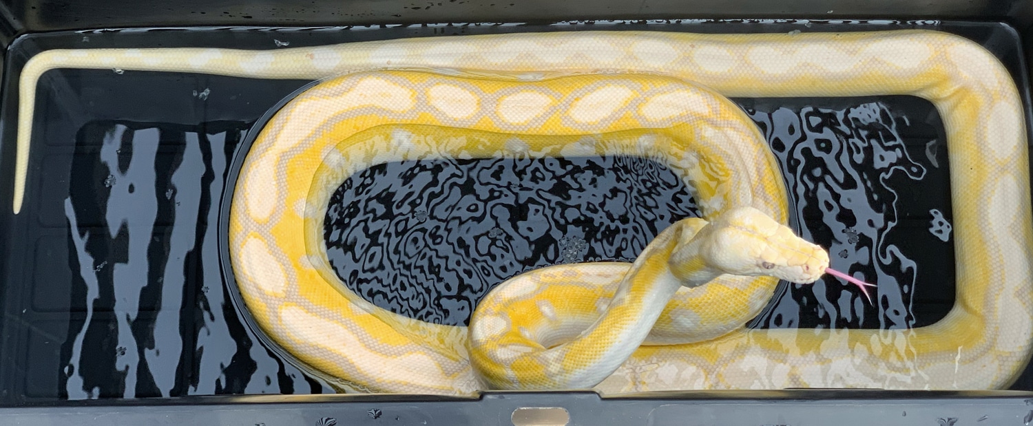 Lavender Albino Motley Reticulated Python by West Coast Retics ...