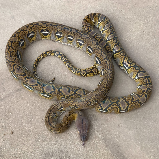 Super Dwarf - Unknown Locality Reticulated Python by West Coast Retics ...