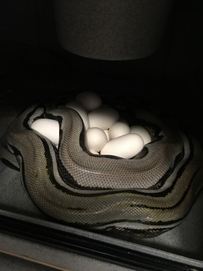 2013 Sunfire Genetic Stripe Ph Albino Reticulated Python by West Coast ...