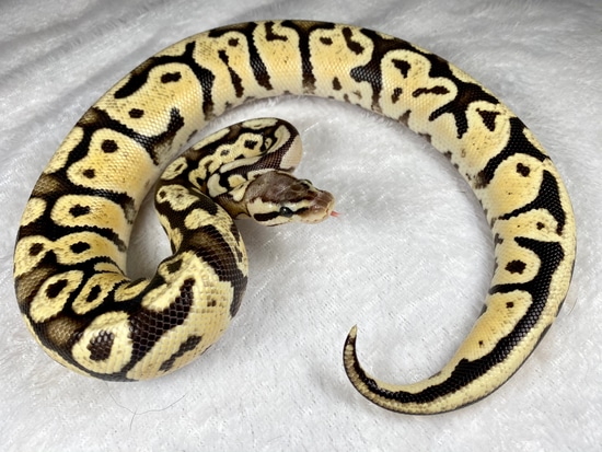 Firefly Ball Python by Mighty Morphin Sneks