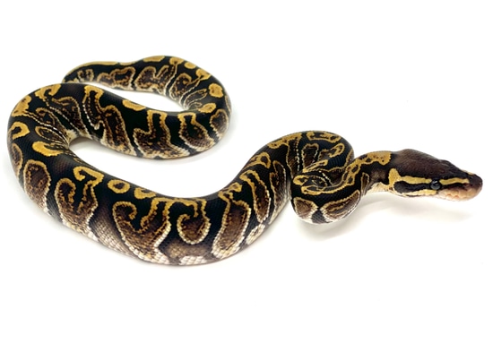GHI Ball Python by Mighty Morphin Sneks