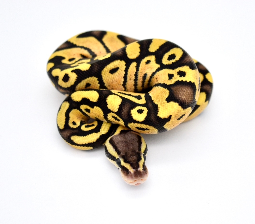 Firefly Ball Python by Mighty Morphin Sneks - MorphMarket