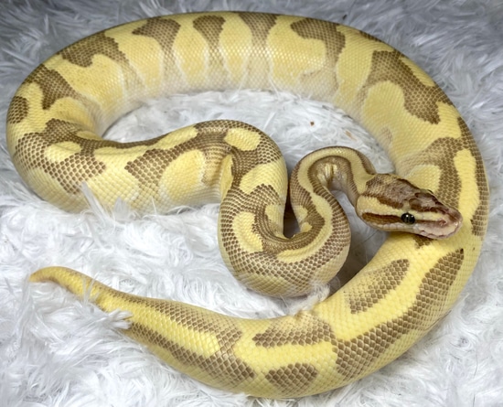 Proven Breeder Enchi Lesser Firefly Ball Python by Mighty Morphin Sneks