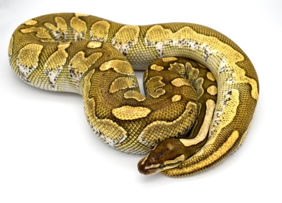 Calico Lesser Ball Python by Mighty Morphin Sneks