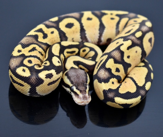 Firefly Ball Python by Mighty Morphin Sneks