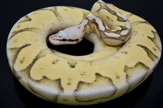 Super Pastel Super Vanilla Calico Ball Python by Mighty Morphin Sneks