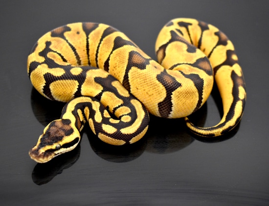 Enchi Pastel Ball Python by Mighty Morphin Sneks