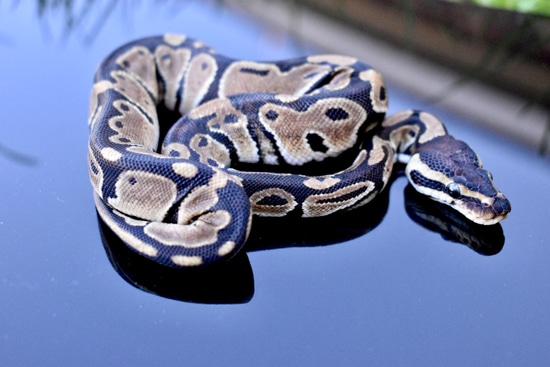 Normal 100% Het VPI Axanthic Ball Python by Mighty Morphin Sneks