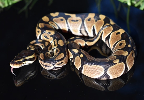 Normal 100% Het Vpi Axanthic Ball Python by Mighty Morphin Sneks