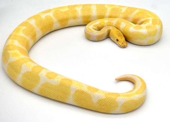 Albino Proven Breeder Ball Python by Mighty Morphin Sneks