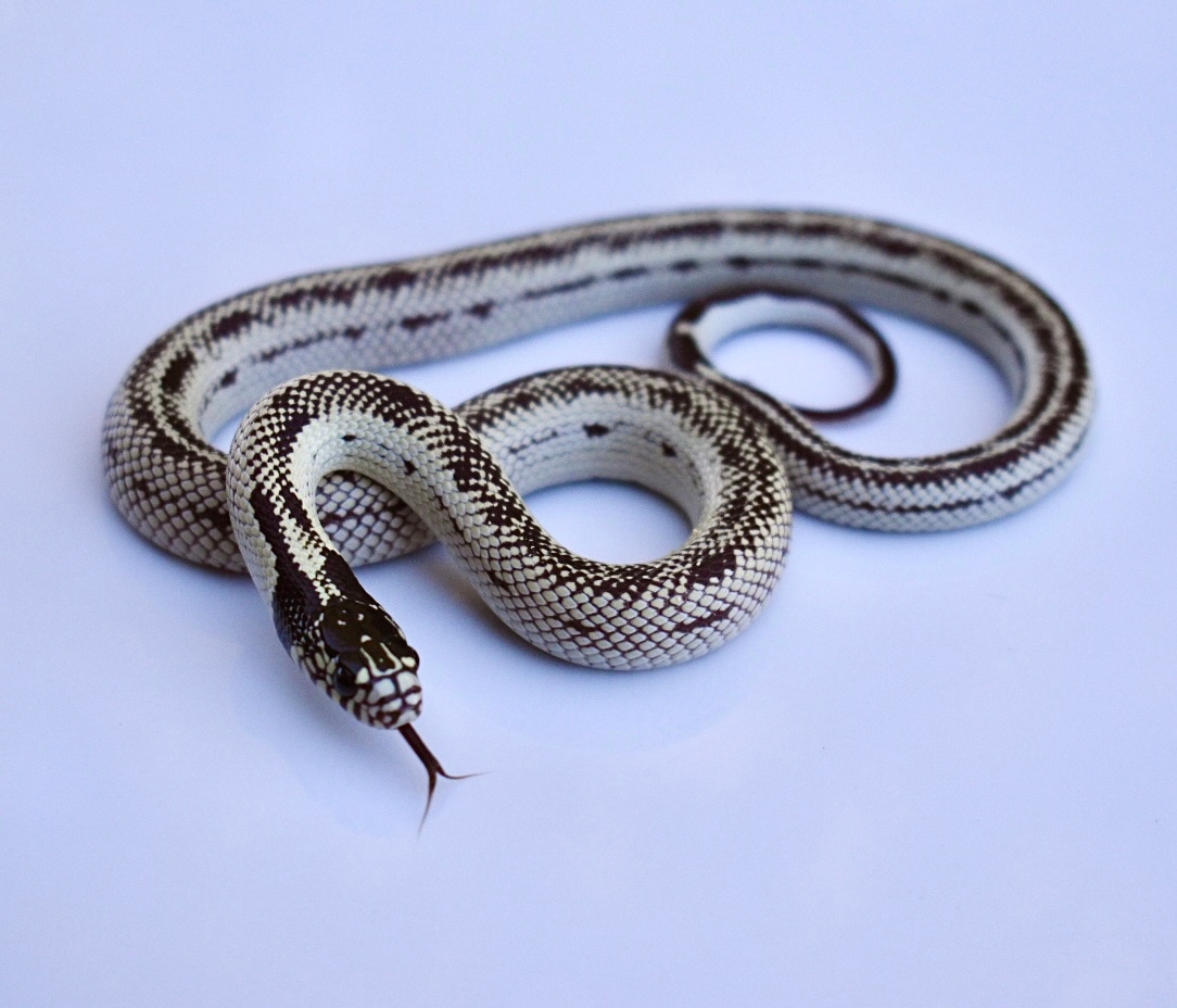 High White California Kingsnake by Mighty Morphin Sneks - MorphMarket