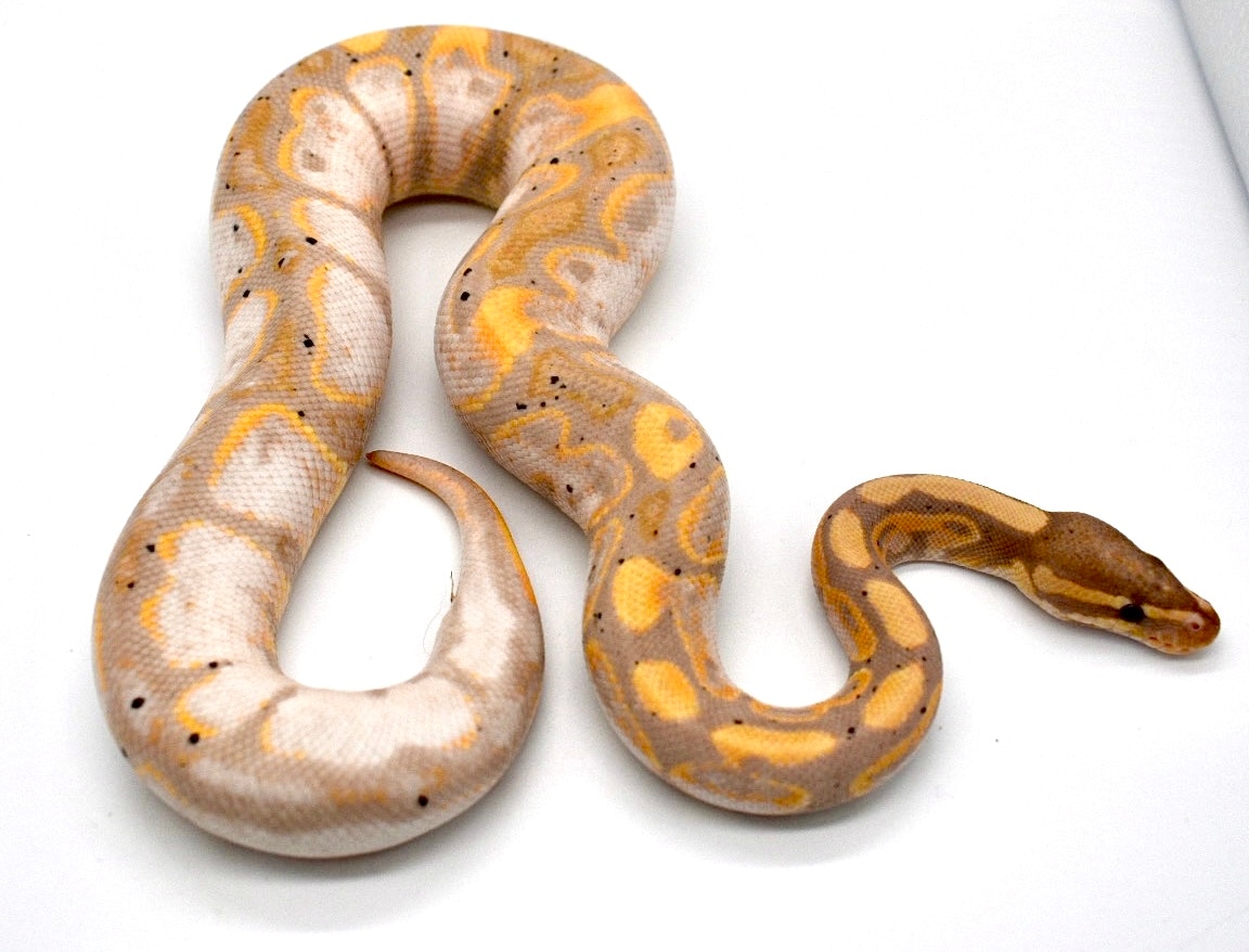 Banana Calico Ball Python by Mighty Morphin Sneks - MorphMarket