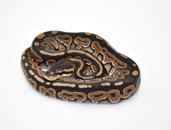 Cinnamon 100% Het Pied Ball Python by Mighty Morphin Sneks