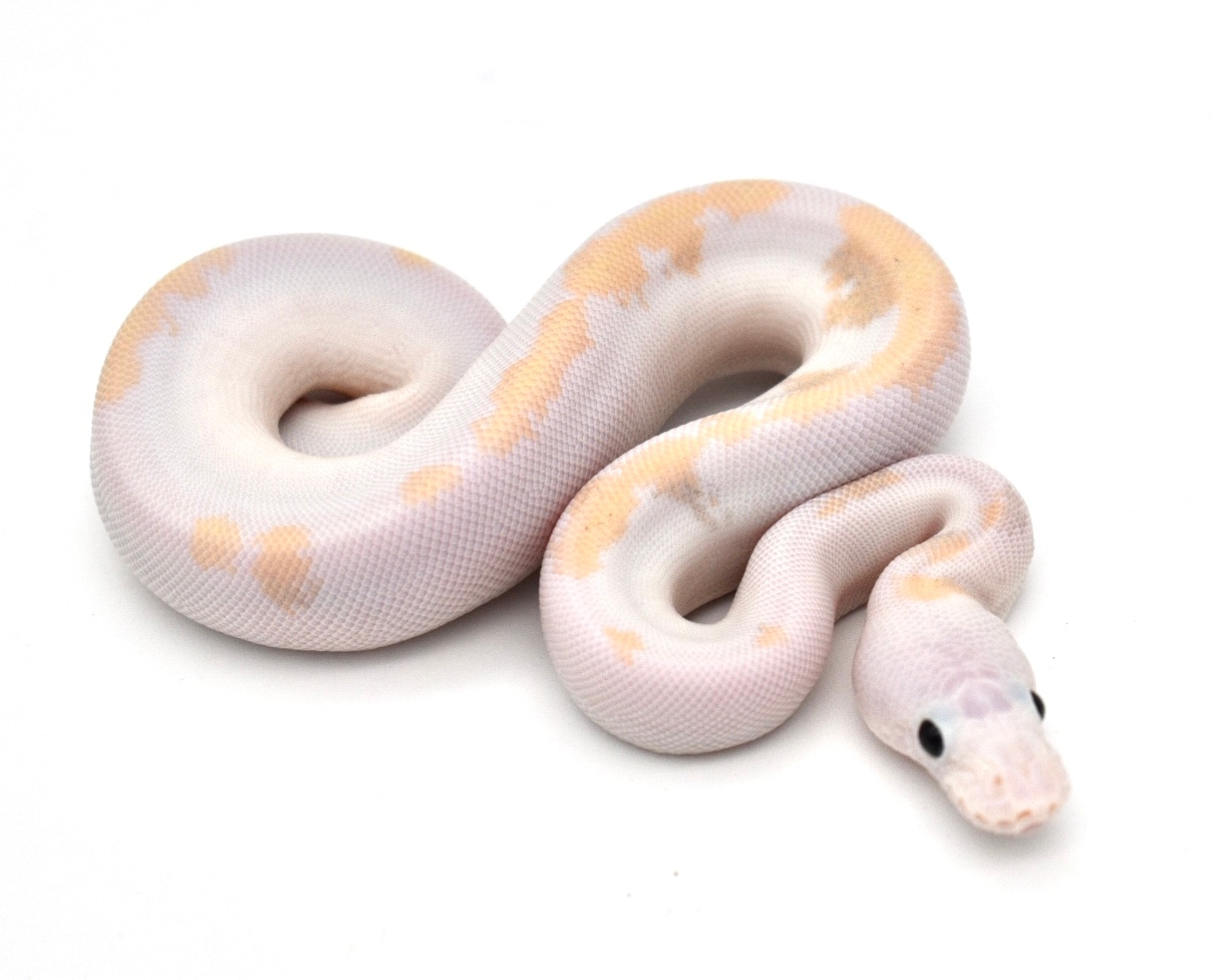 Super Fire Possible Shredder Ball Python by Mighty Morphin Sneks - MorphMarket