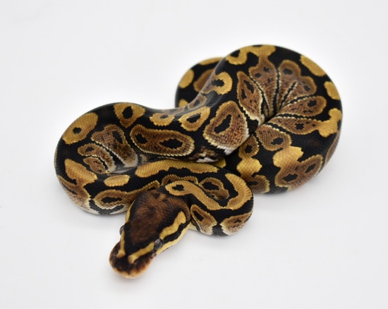 Shredder Ball Python by Mighty Morphin Sneks
