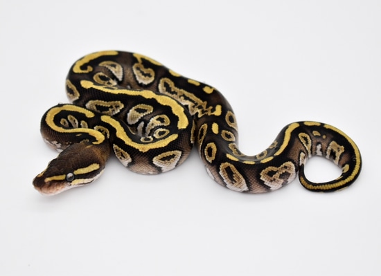 Mojave Shredder Ball Python by Mighty Morphin Sneks