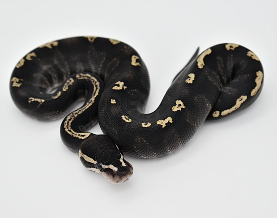 Ghi Mojave Shredder Ball Python by Mighty Morphin Sneks