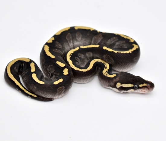 Ghi Mojave Ball Python by Mighty Morphin Sneks