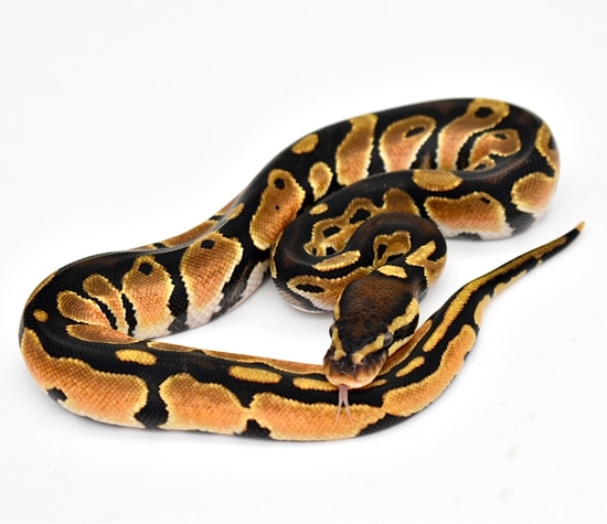 Orange Dream Ball Python by Mighty Morphin Sneks