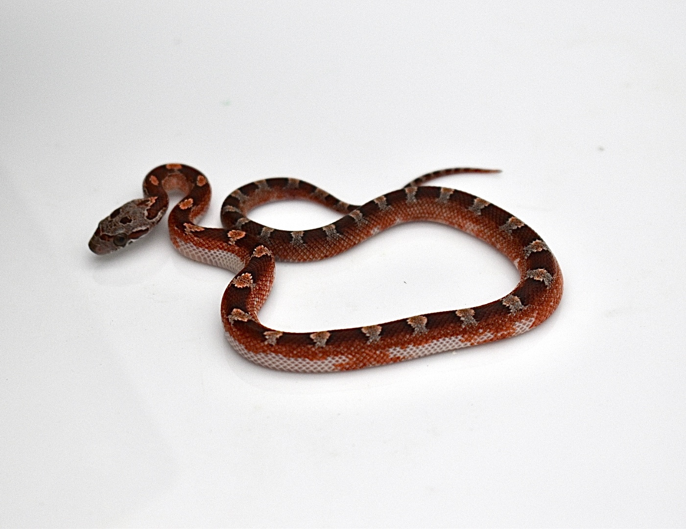 Pied Sided Bloodred Corn Snake by Mighty Morphin Sneks - MorphMarket