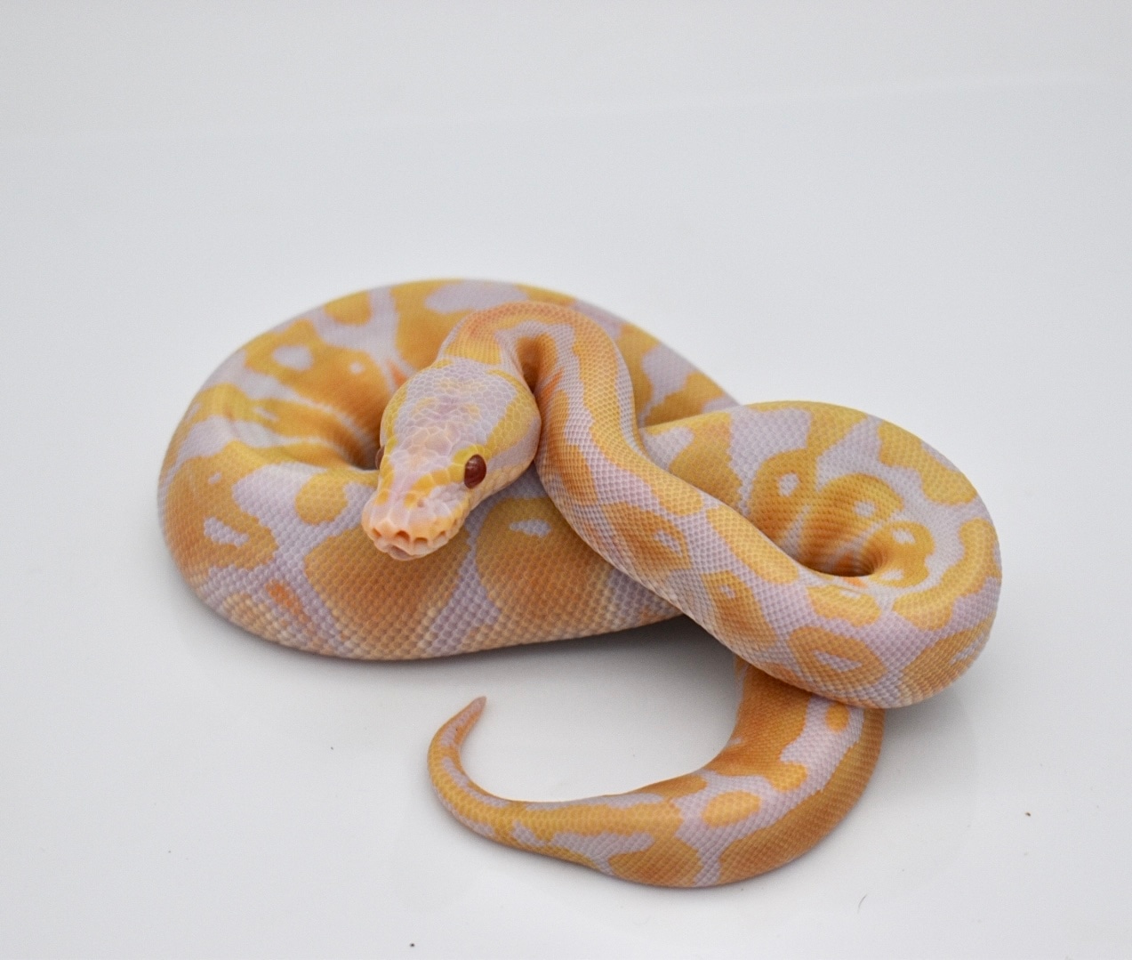 Candy 50% Het Pied Ball Python by Mighty Morphin Sneks - MorphMarket