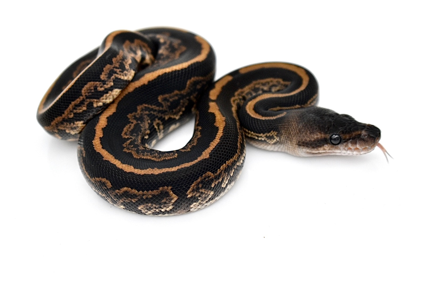 Black Pastel Mahogany Het Albino Ball Python by Mighty Morphin Sneks ...