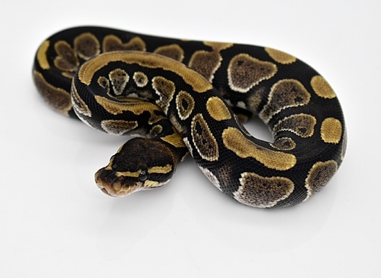 Mahogany Het Albino 50% Het Pied Ball Python by Mighty Morphin Sneks