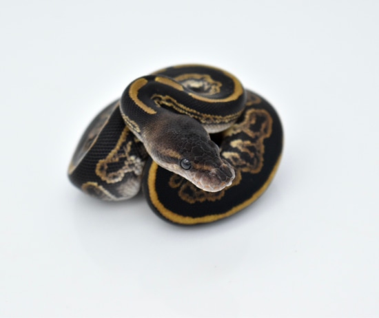 Mahogany Black Pastel Het Albino Ball Python by Mighty Morphin Sneks
