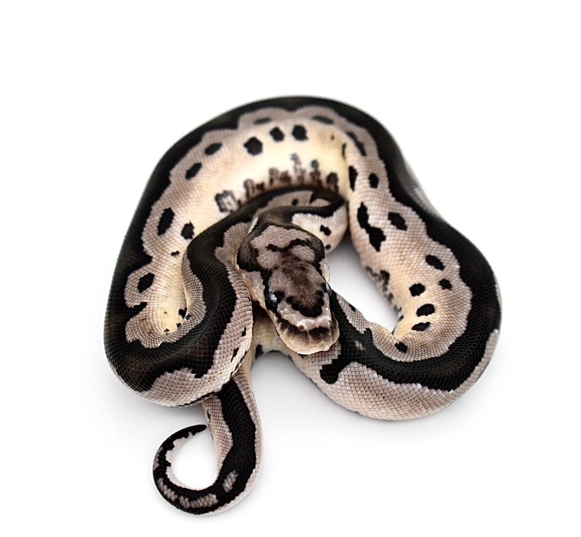 VPI Axanthic Clown Ball Python by Mighty Morphin Sneks - MorphMarket