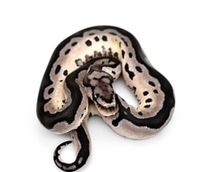 VPI Axanthic Clown Ball Python by Mighty Morphin Sneks - MorphMarket