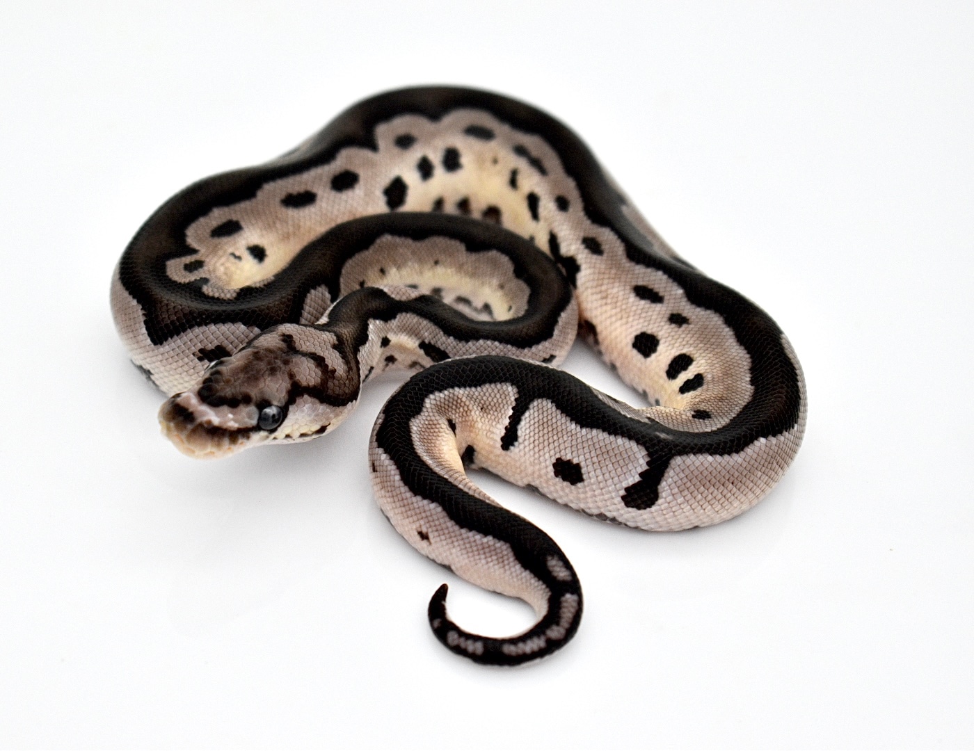 VPI Axanthic Clown Ball Python by Mighty Morphin Sneks - MorphMarket