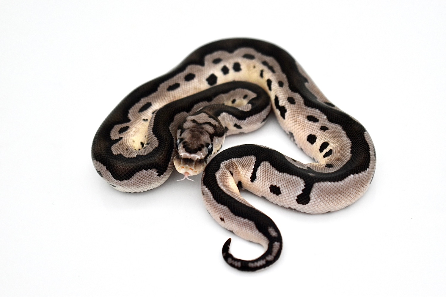 VPI Axanthic Clown Ball Python by Mighty Morphin Sneks - MorphMarket