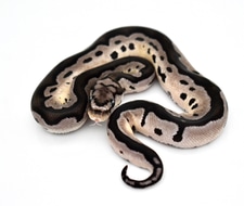VPI Axanthic Clown Ball Python by Mighty Morphin Sneks - MorphMarket