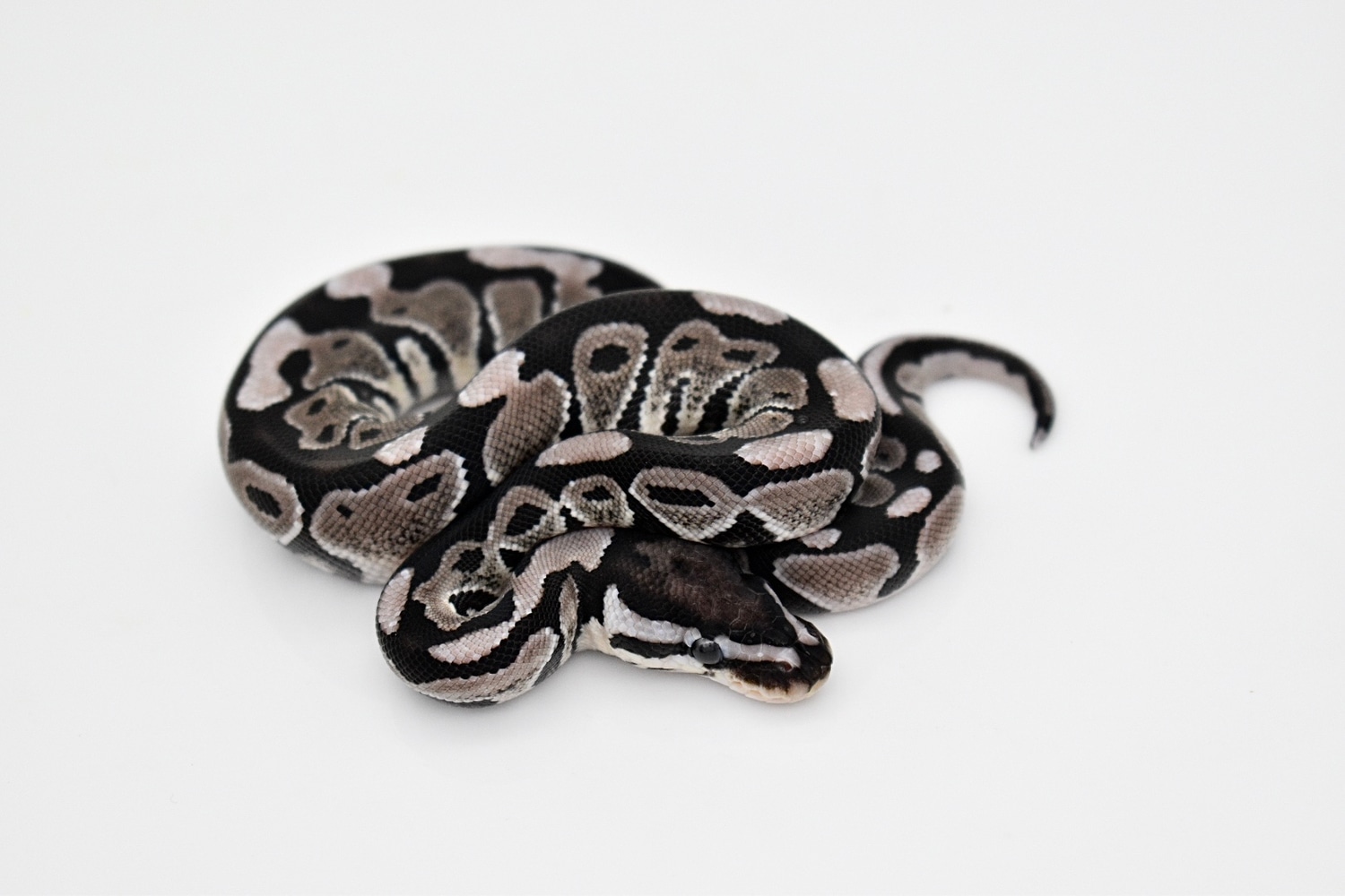 VPI 66% Het Clown Ball Python by Mighty Morphin Sneks - MorphMarket