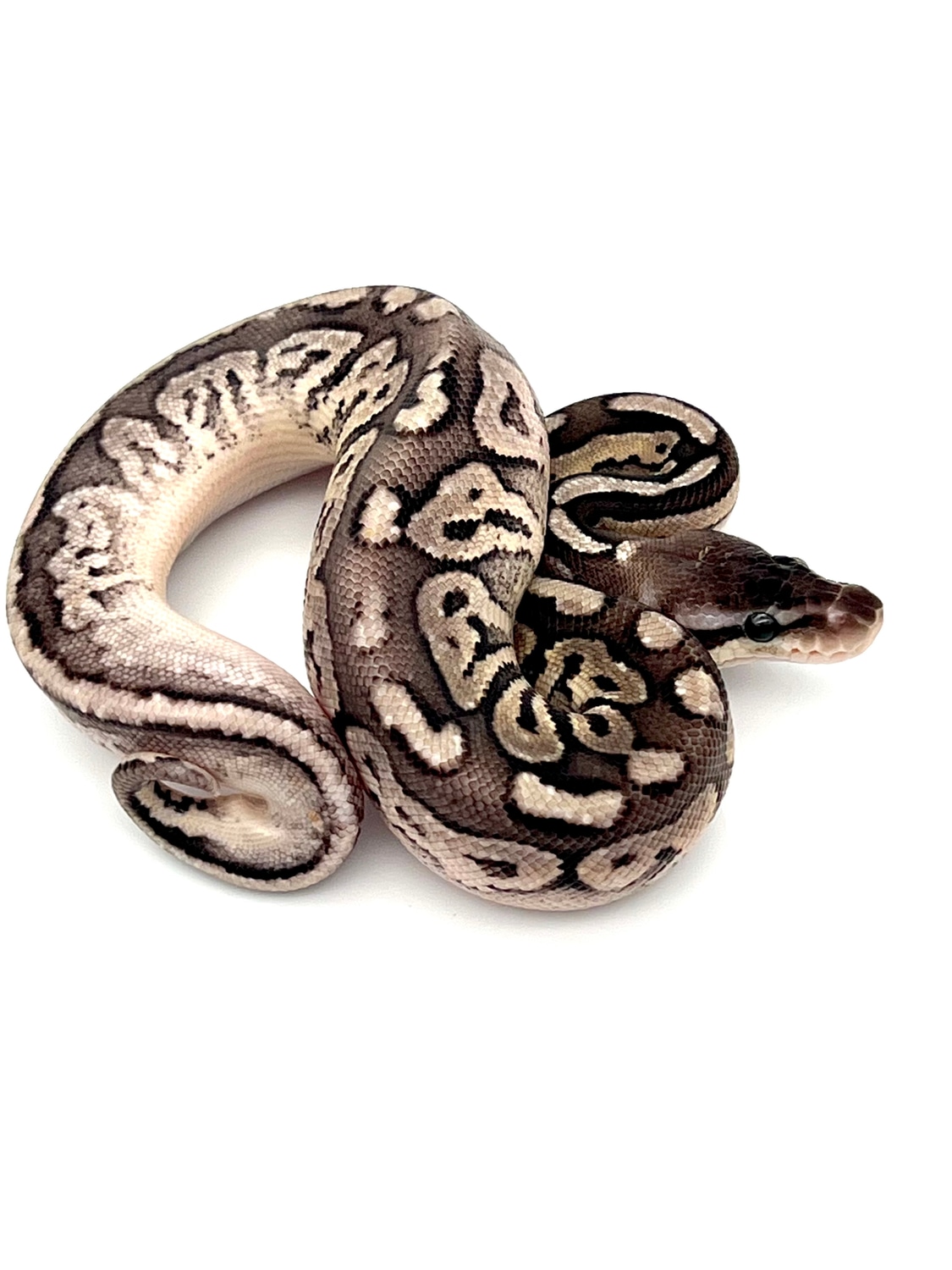 Firefly Cinnamon Het Pied Ball Python by Mighty Morphin Sneks - MorphMarket