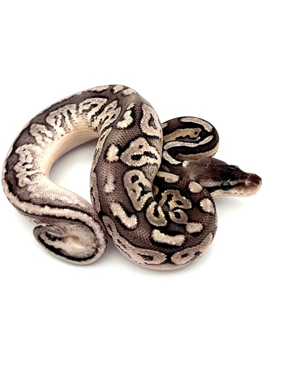 Firefly Cinnamon Het Pied Ball Python by Mighty Morphin Sneks