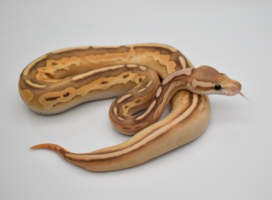 Lesser Banana Black Pastel Ball Python by Mighty Morphin Sneks