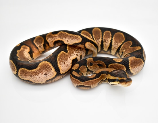 Sugar Possible OD Ball Python by Mighty Morphin Sneks
