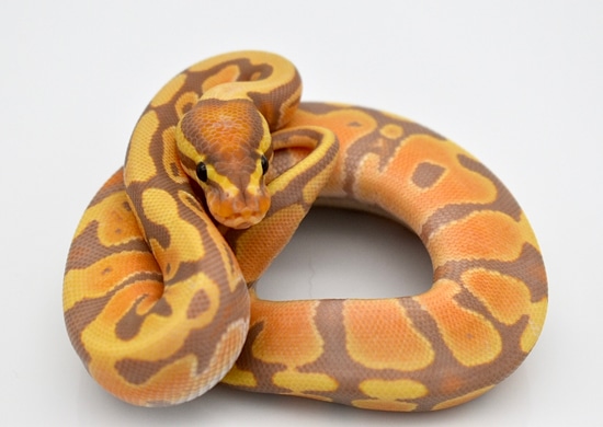 Banana Het Albino Ball Python by Mighty Morphin Sneks