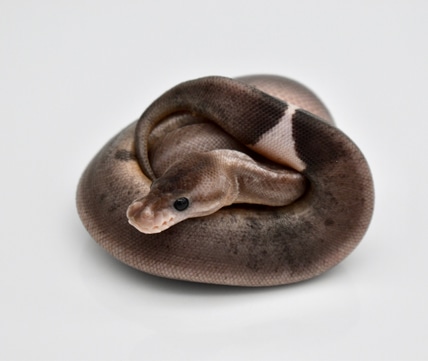VPI Axanthic Clown Ball Python by Mighty Morphin Sneks - MorphMarket