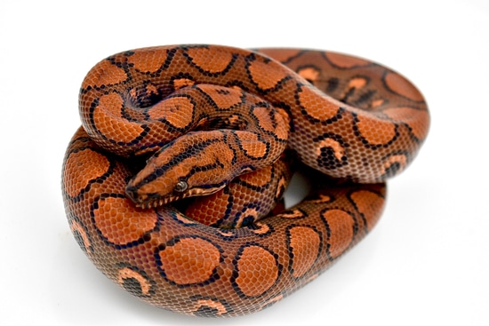2021 Pair High Color Brazilian Rainbow Boa by Mighty Morphin Sneks