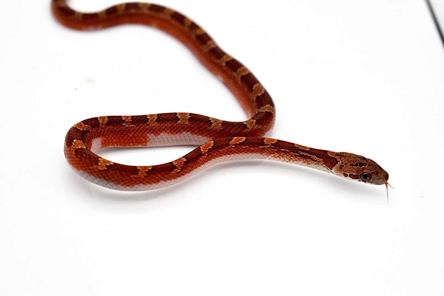Pied Sided Bloodred Corn Snake by Mighty Morphin Sneks - MorphMarket
