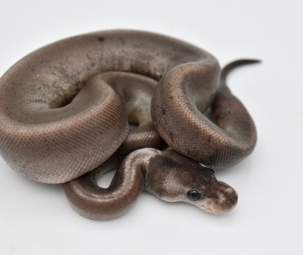VPI Axanthic Clown Ball Python by Mighty Morphin Sneks - MorphMarket