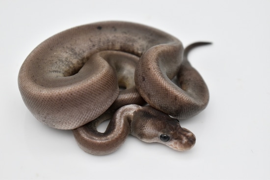 Super Black Pastel Fire Het Pied Ball Python by Mighty Morphin Sneks