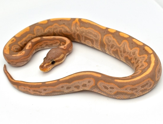 Banana Black Pastel Het Albino Ball Python by Mighty Morphin Sneks